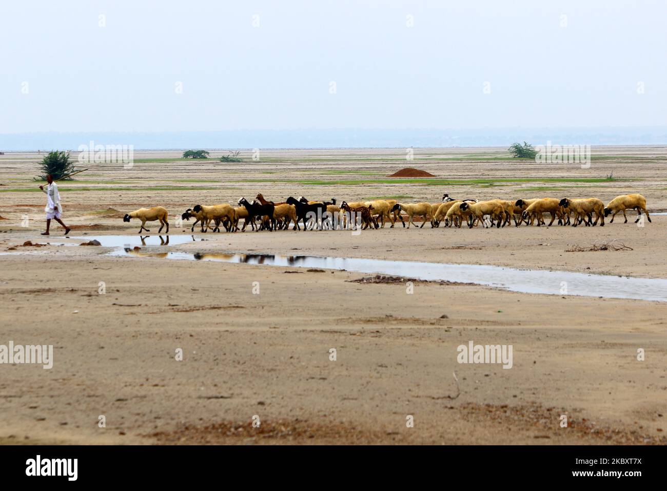 Indian Shepherd Herd Sheeps on the Outskirts Village of Sambhar, in The ...