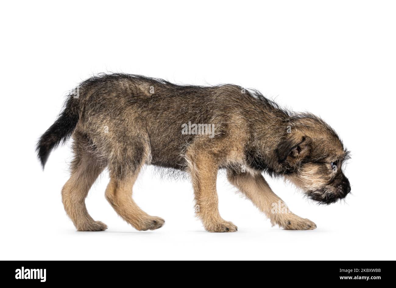 Cute brown with black wire haired stray puppy dog, walking side ways ...