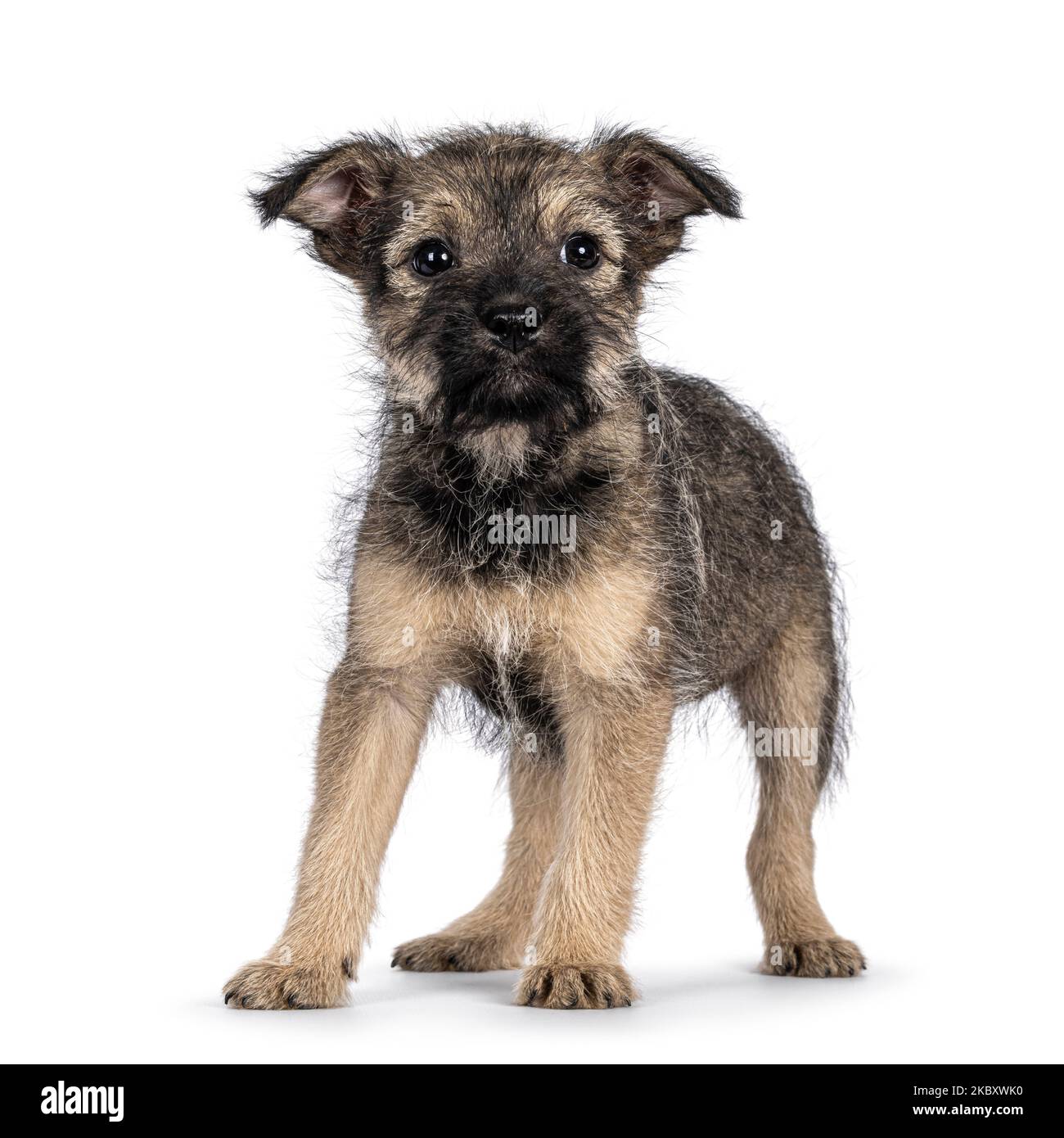 Cute brown with black wire haired stray puppy dog, standing up facing ...
