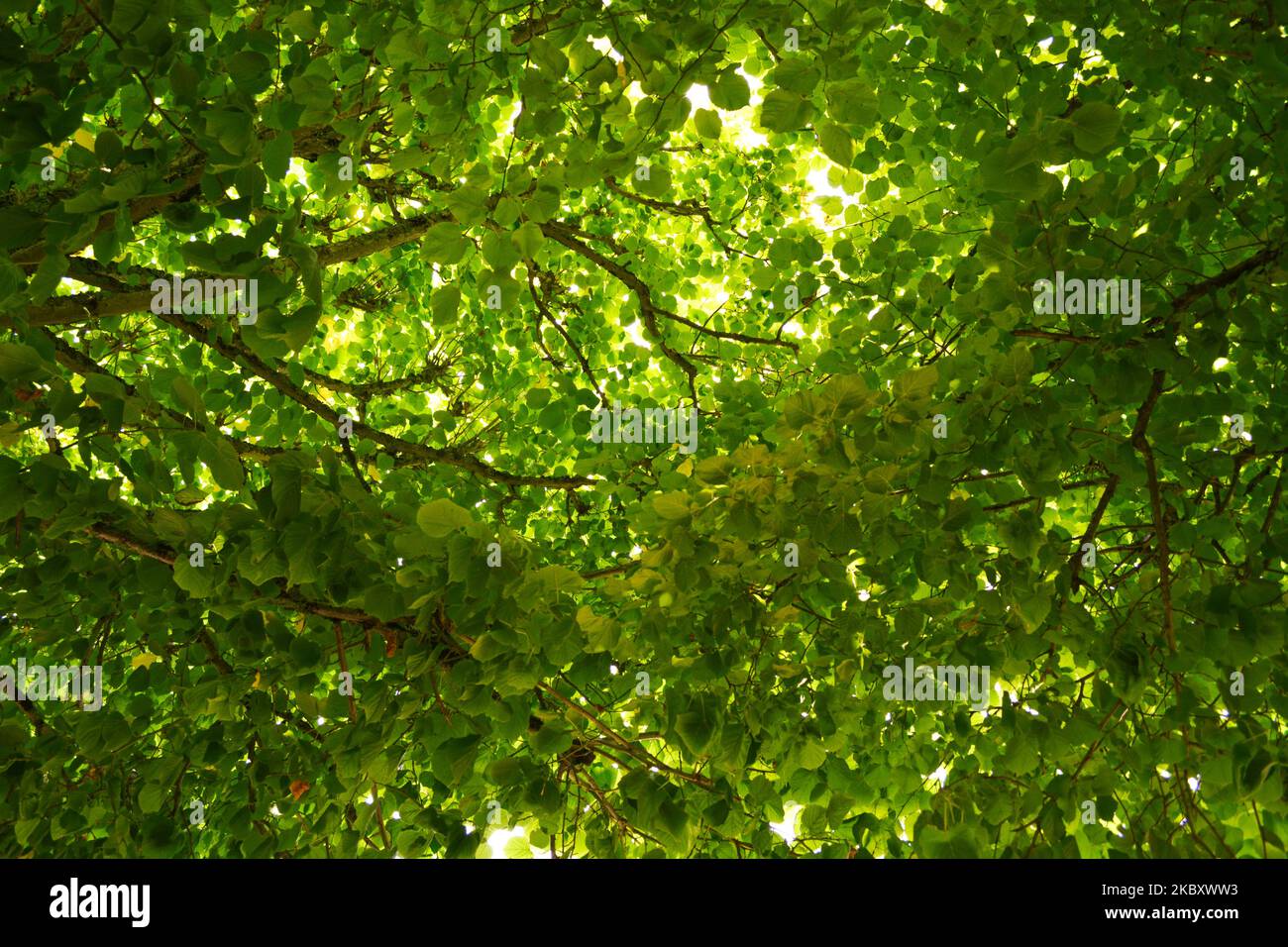 A greenery view of Trees canopy with sunlight Stock Photo - Alamy