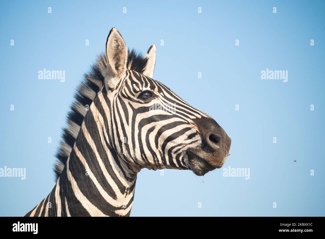 Portrait of a zebra with blue sky in South Africa Stock Photo - Alamy