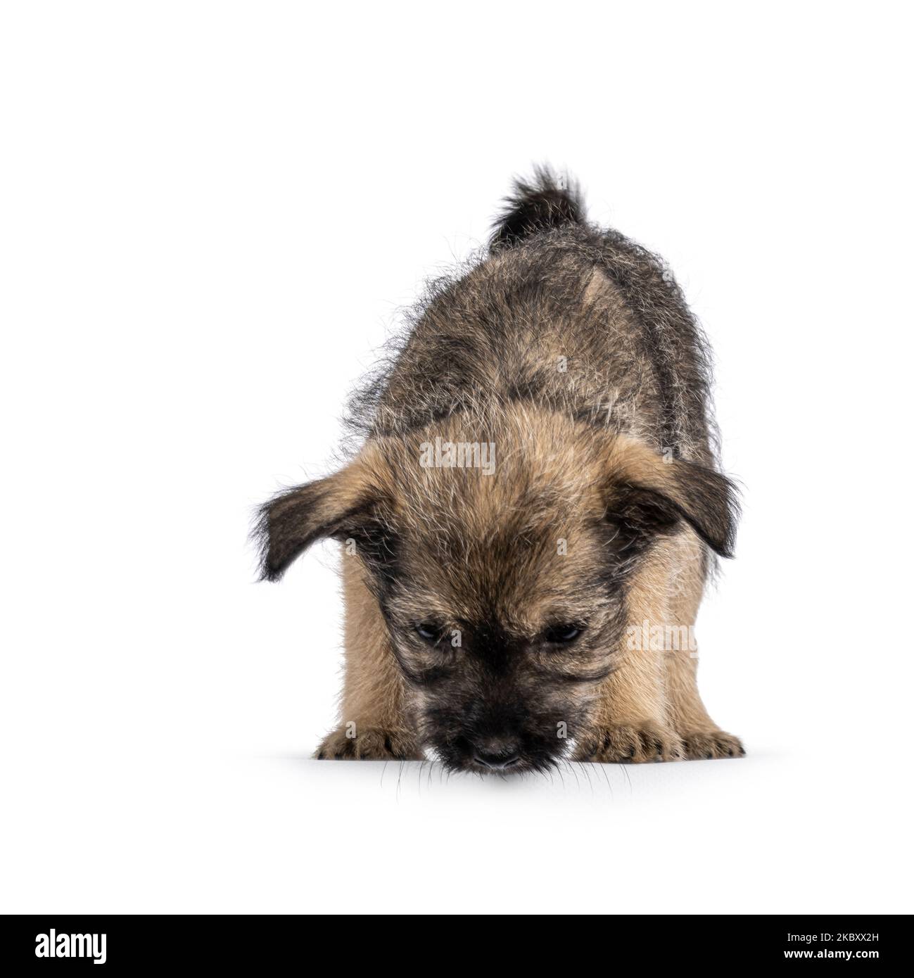 Cute brown with black wire haired stray puppy dog, standing up facing ...