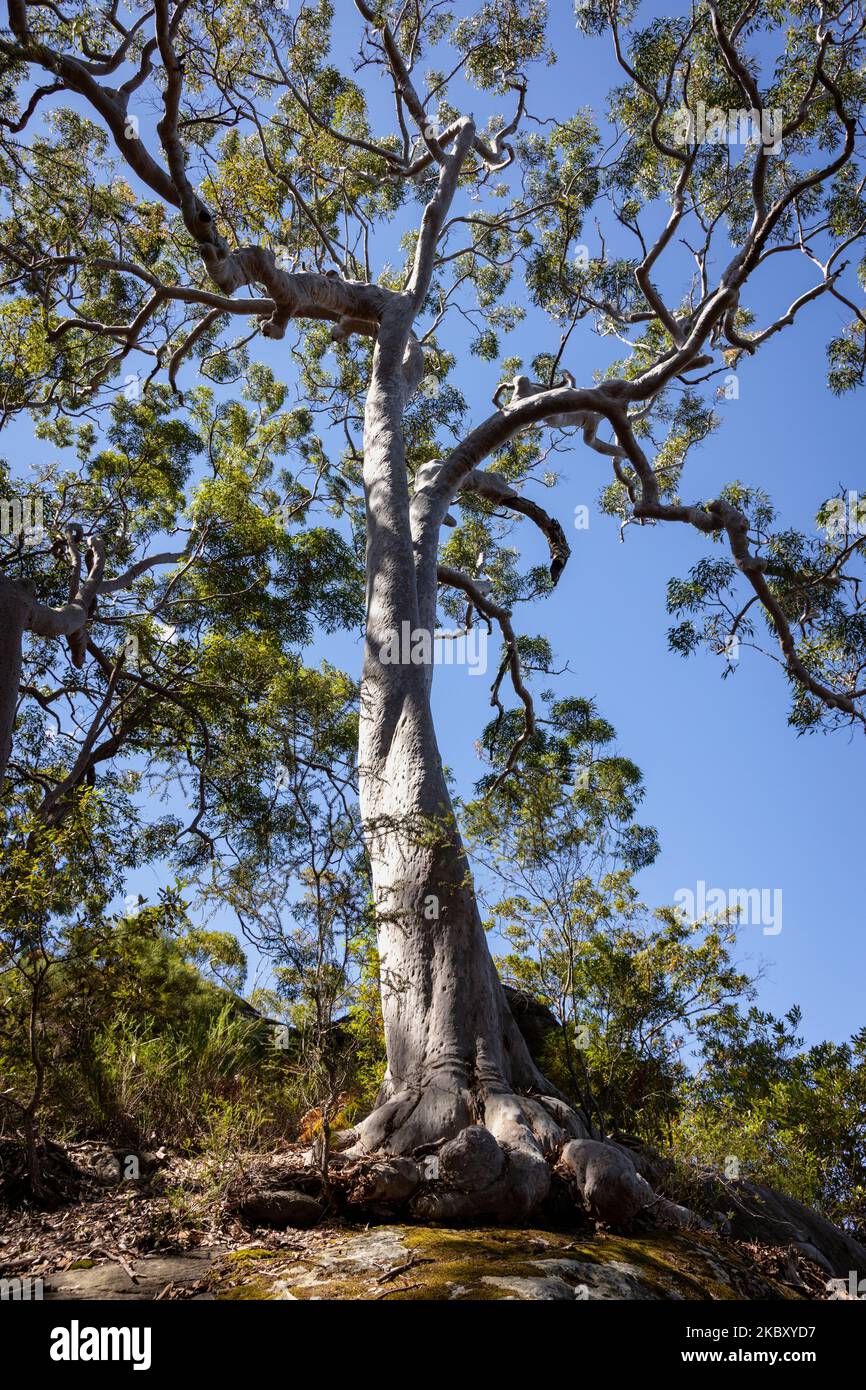 A tall gum tree in Brisbane water national park, vertical shot Stock ...