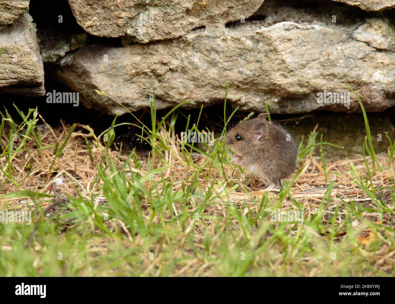 Woodmouse photograph hi-res stock photography and images - Alamy