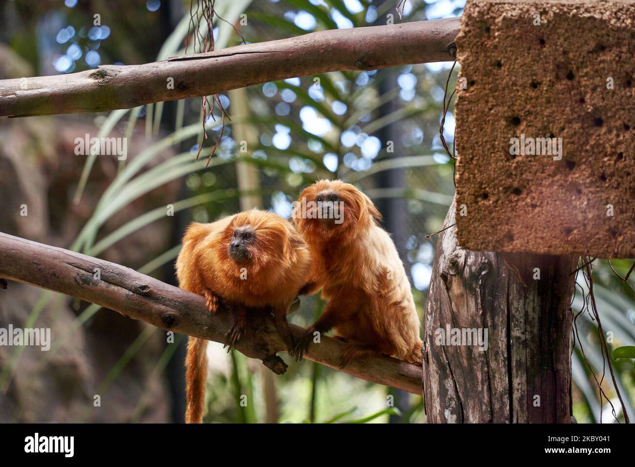 Tamarins in natural habitat hi-res stock photography and images - Alamy