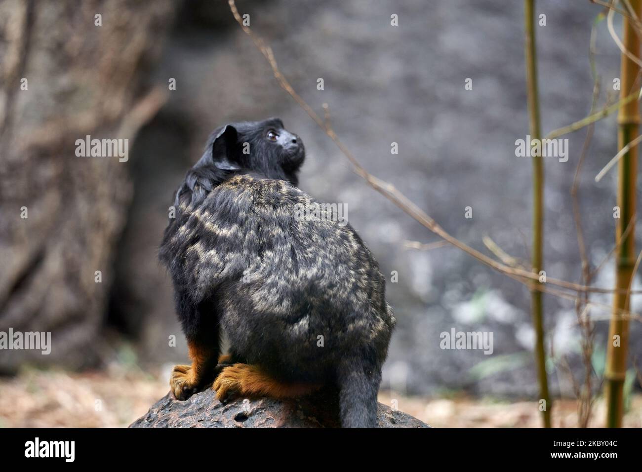A Golden-handed tamarin in its natural habitat Stock Photo - Alamy