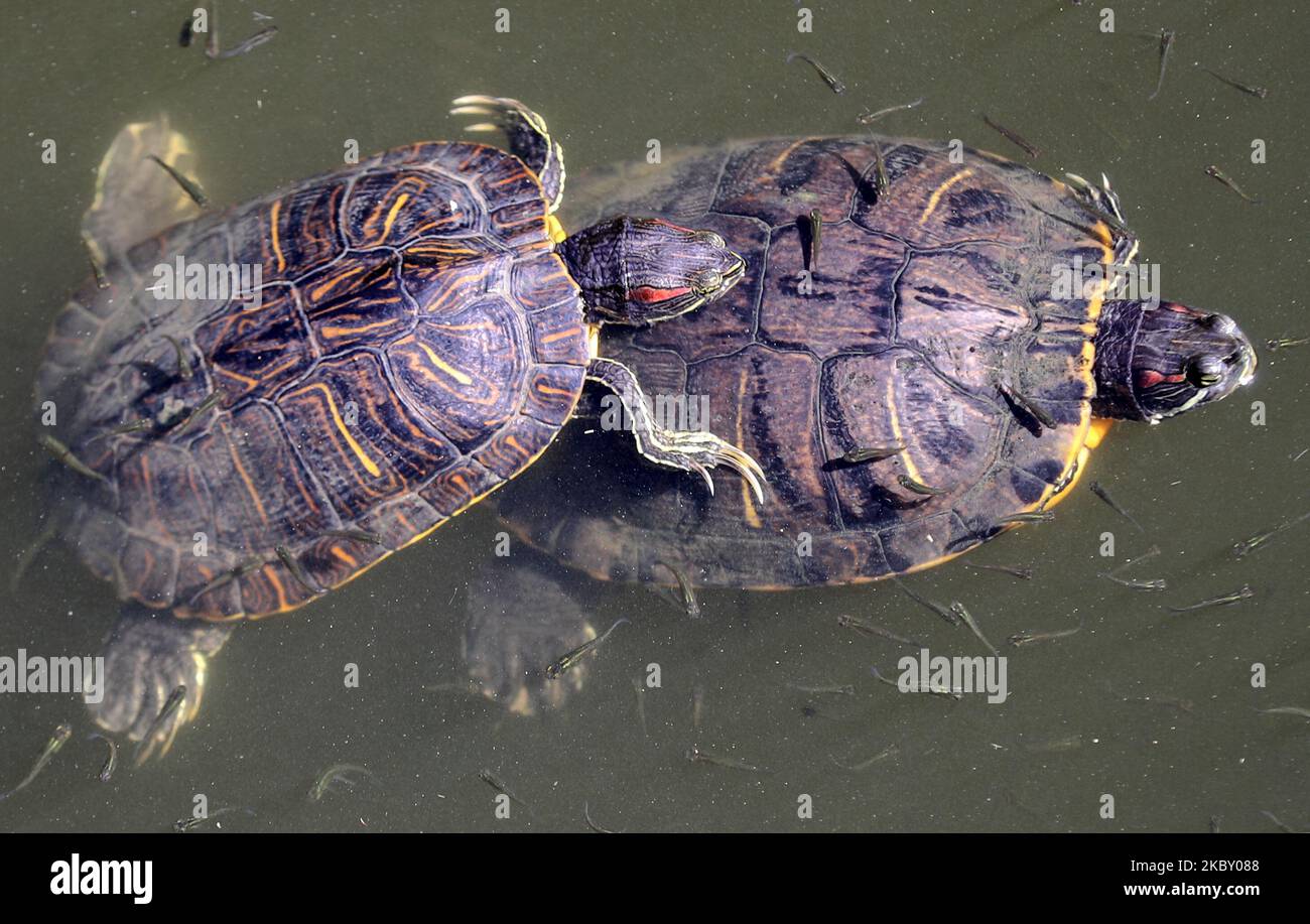Increasing arrival of turtles on the Barcelona coast, even in the most ...