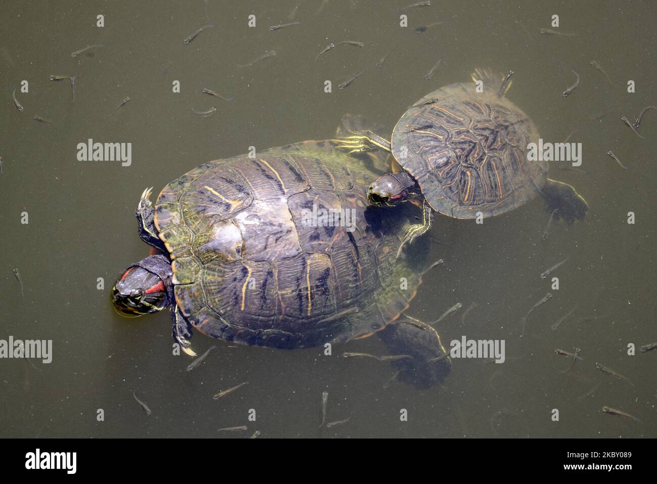 Increasing arrival of turtles on the Barcelona coast, even in the most ...