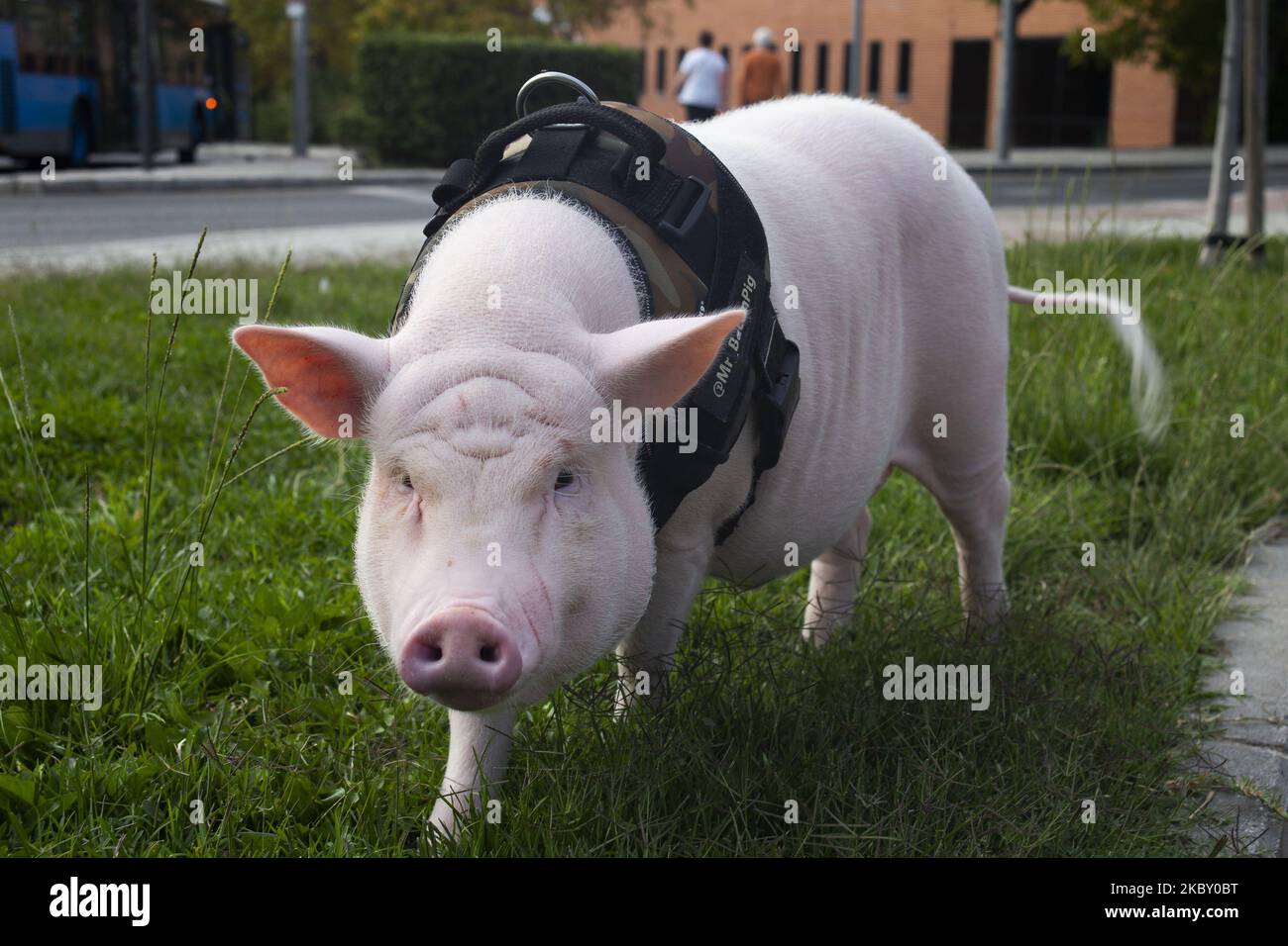 Sara takes her pet, Bacon, for a walk through the streets of the La ...