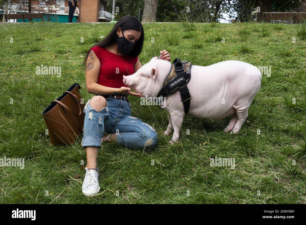 Sara takes her pet, Bacon, for a walk through the streets of the La ...