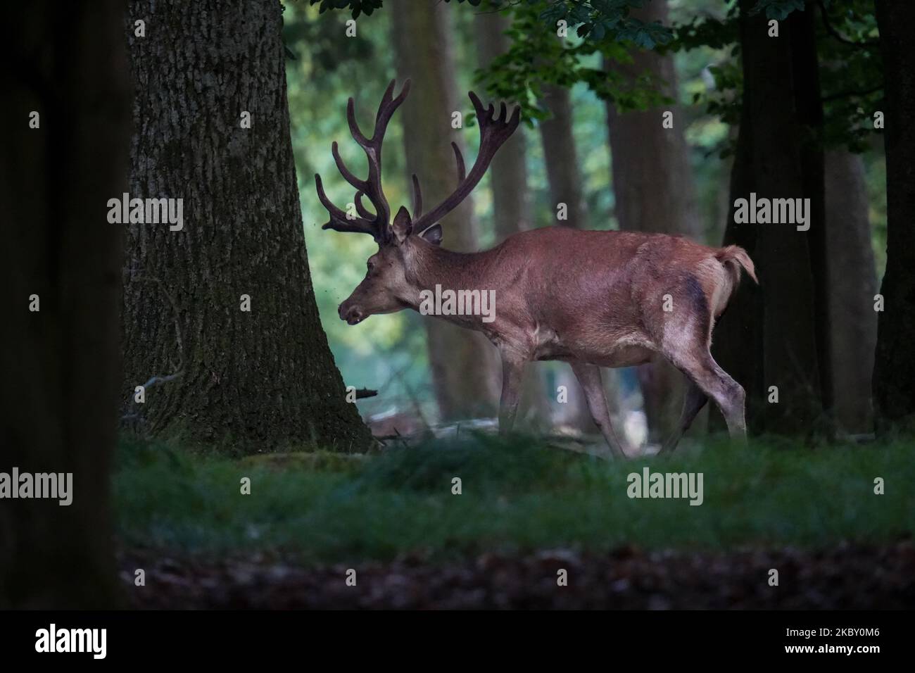 A noble deer with big horns in a forest on a sunny day Stock Photo - Alamy