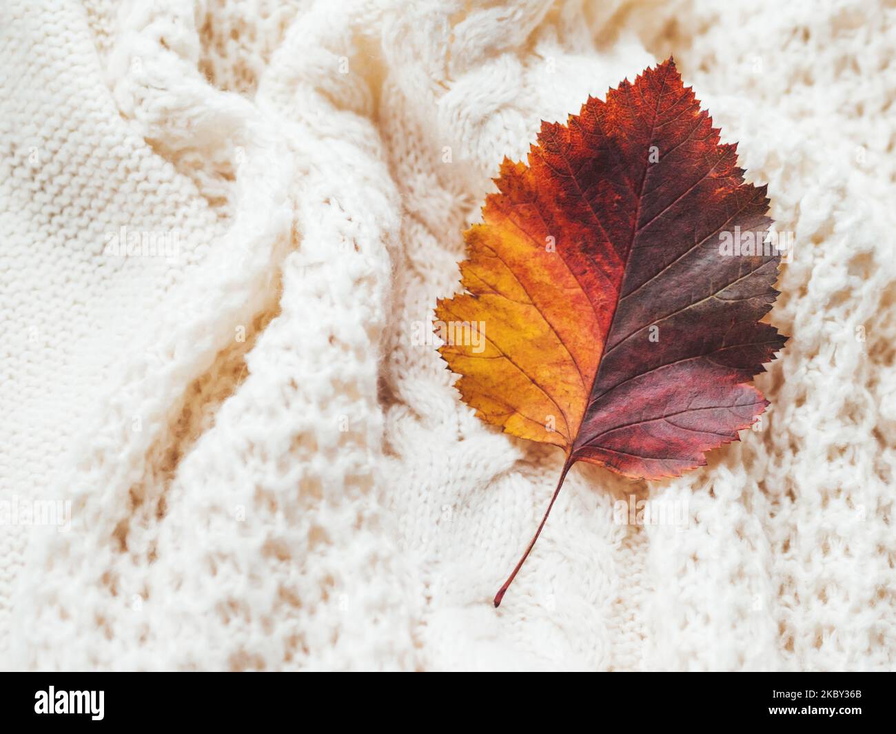 Crumpled leaf hi-res stock photography and images - Alamy