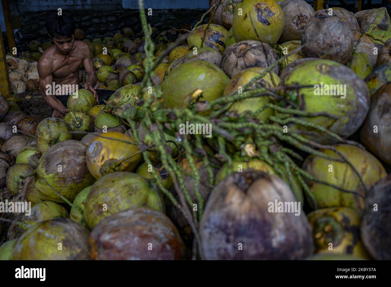 A worker separate coir from coconuts at a village in Pewunu, Sigi ...