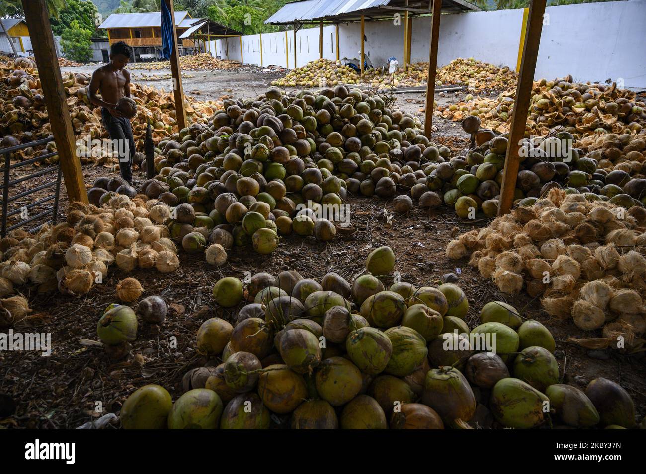 A worker separate coir from coconuts at a village in Pewunu, Sigi ...