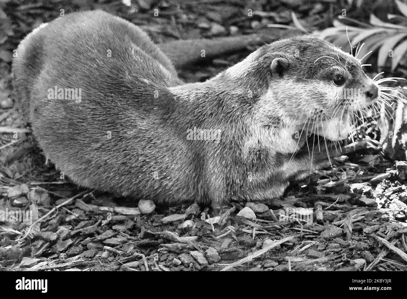 A closeup shot of an Asian small-clawed otter in black and white Stock ...
