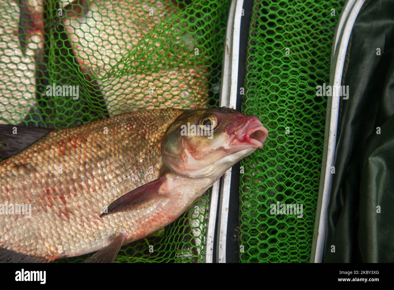 Good catch. Close up view of just taken from the water big freshwater ...