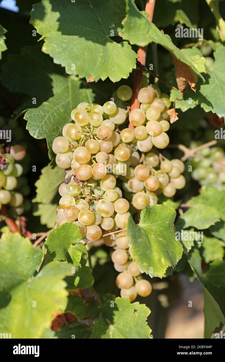 Xarel·lo grape hi-res stock photography and images - Alamy