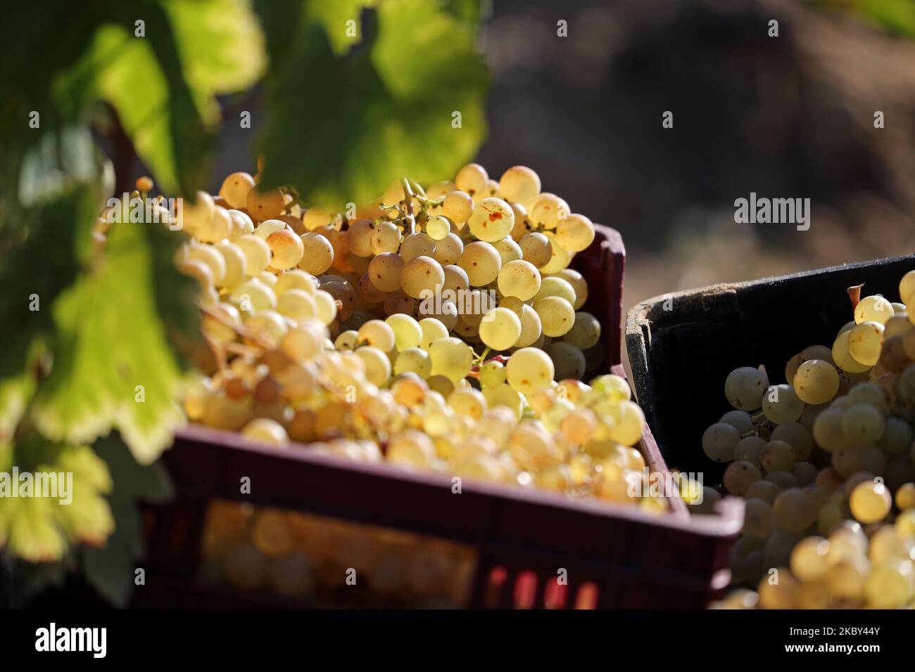 Xarel lo hi-res stock photography and images - Alamy