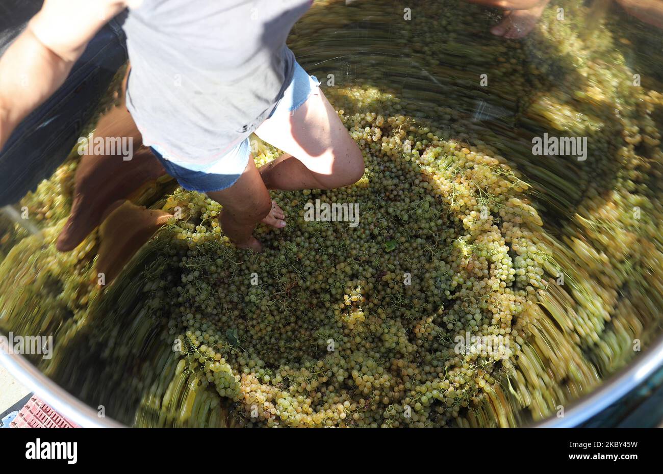 Grape harvest in the traditional style carried out by the La Salada ...