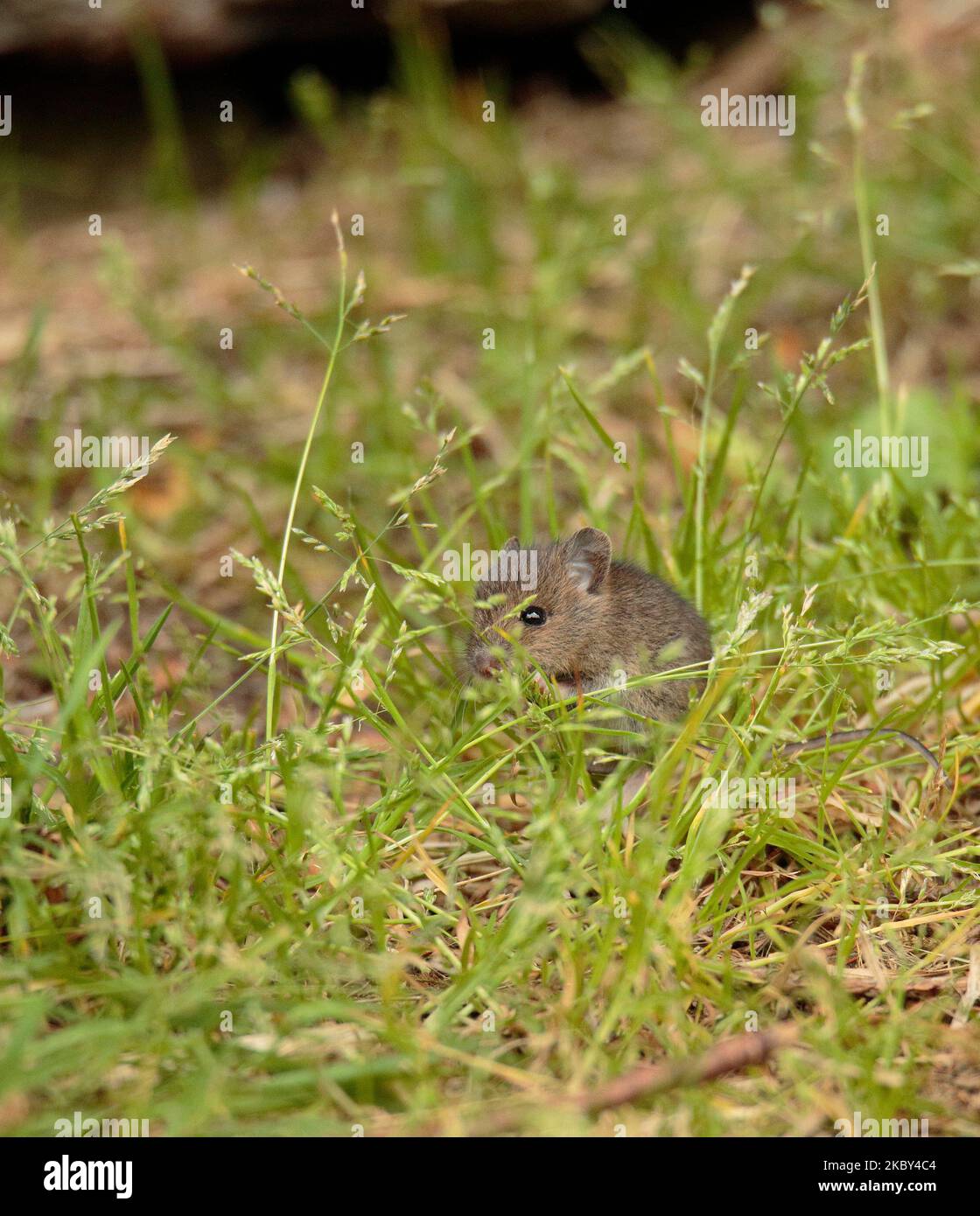 Woodmouse hi-res stock photography and images - Alamy