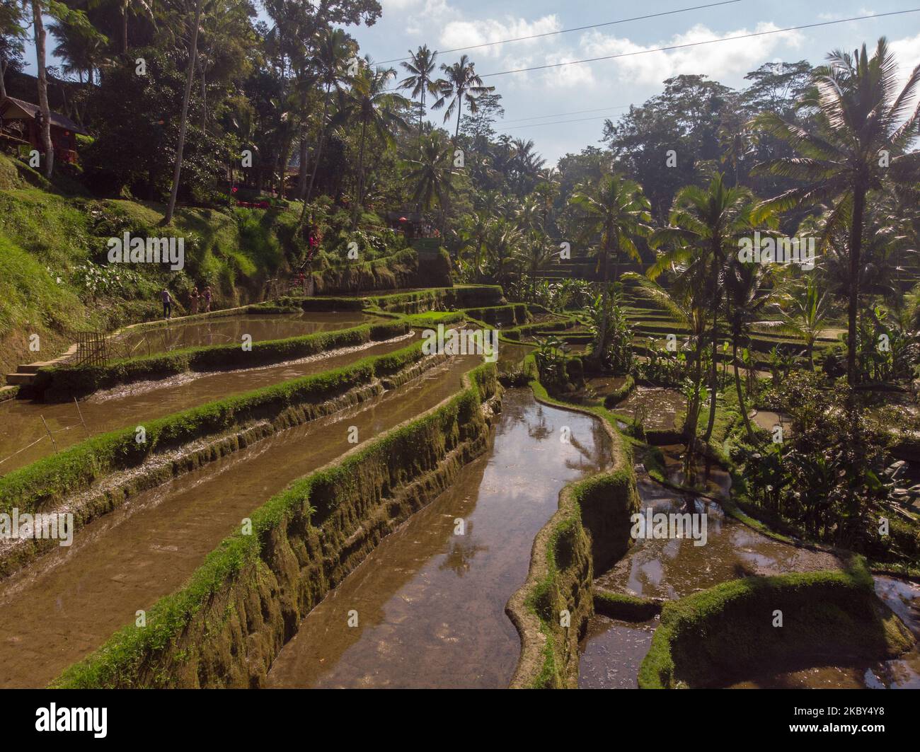 A beautiful landscape with rice terrace and palms in Bali, Indonesia ...