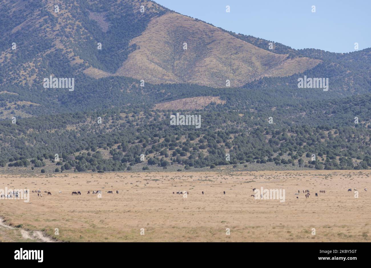 Herd of Wild Horses in Summer in the Utah Desert Stock Photo - Alamy