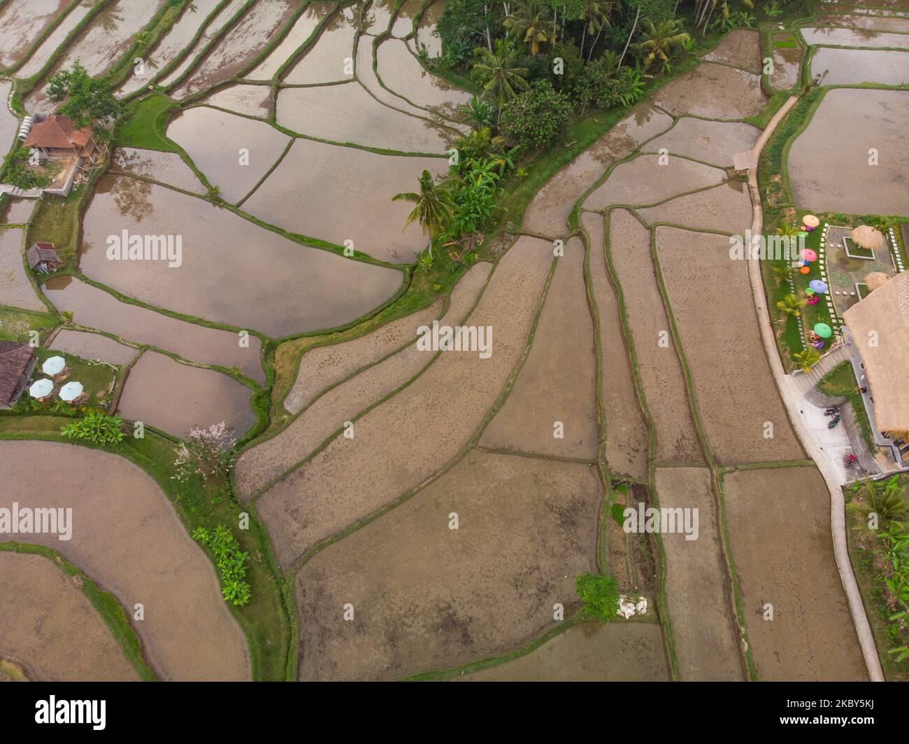 An aerial view of paddy fields and palms in Bali, Indonesia Stock Photo ...