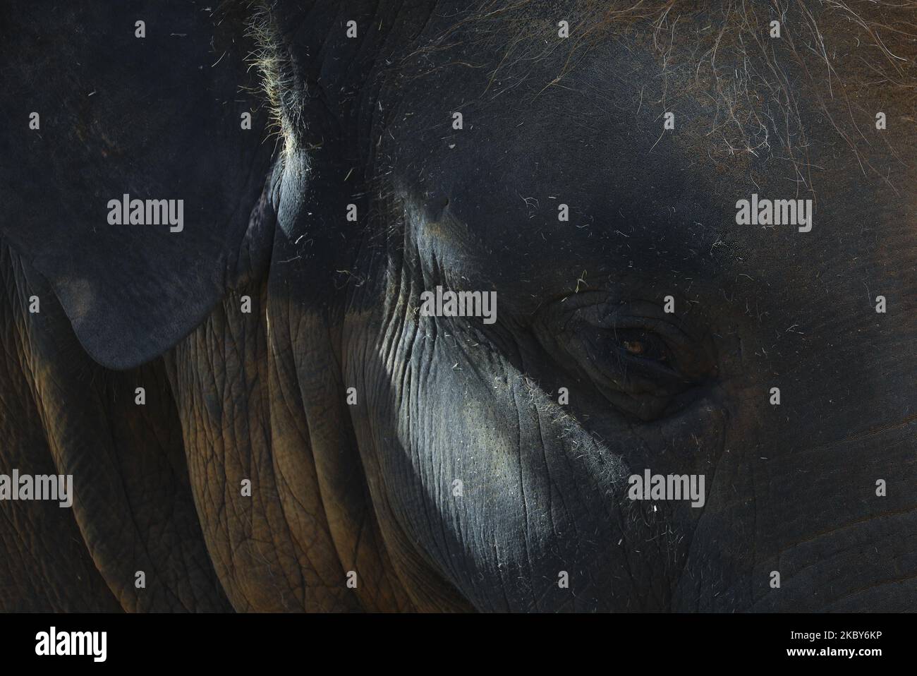 A elephant is photographed at a zoo during a hot day in Pegia village ...