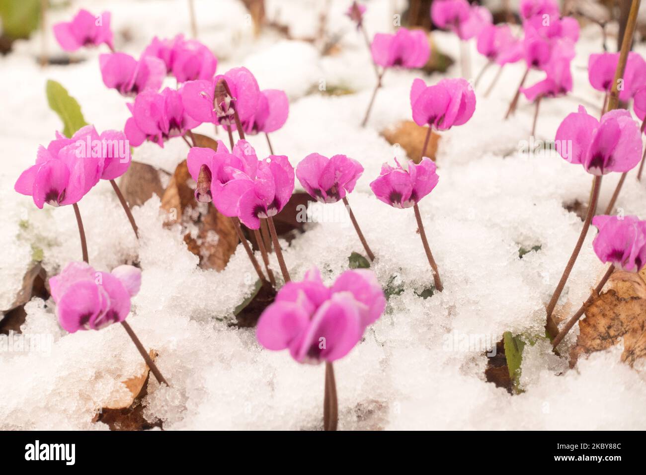 Pink flowers under snow, Winter Cyclamen pseudoibericum "Roseum Stock ...