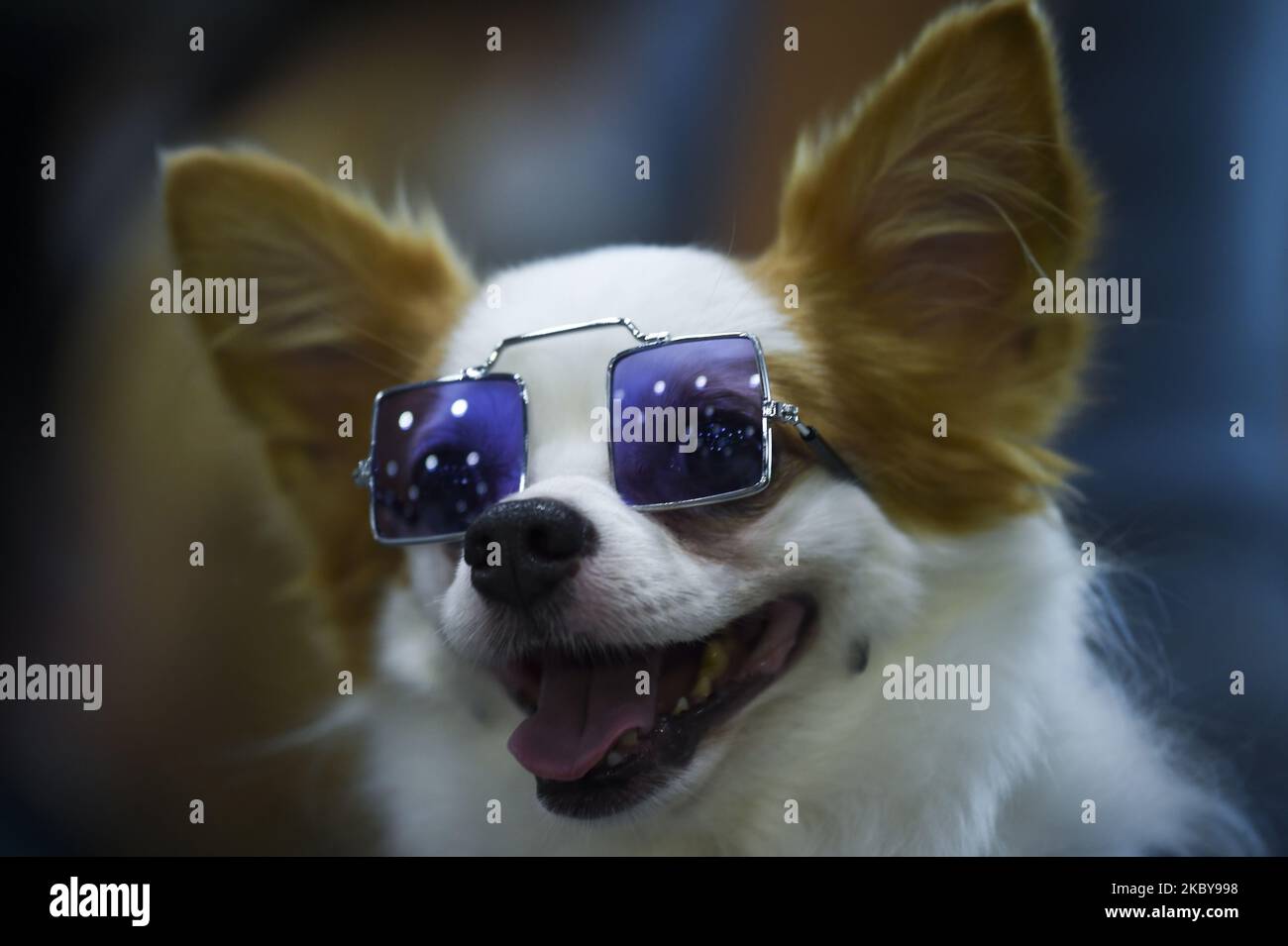 Dog wering glasses hi-res stock photography and images - Alamy