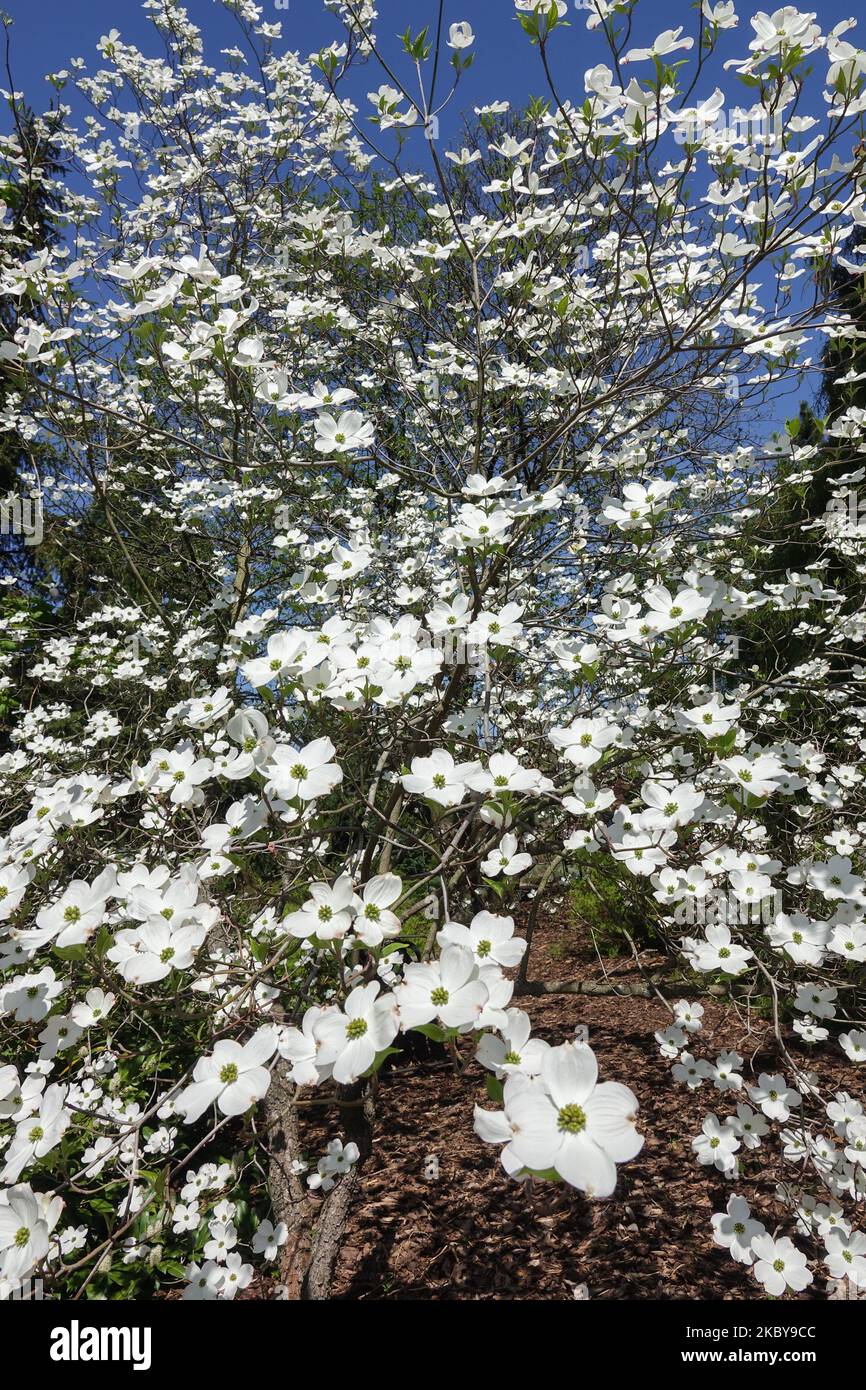 Eastern Dogwood, Cornus florida tree, Flowering dogwood, Cornus Tree ...