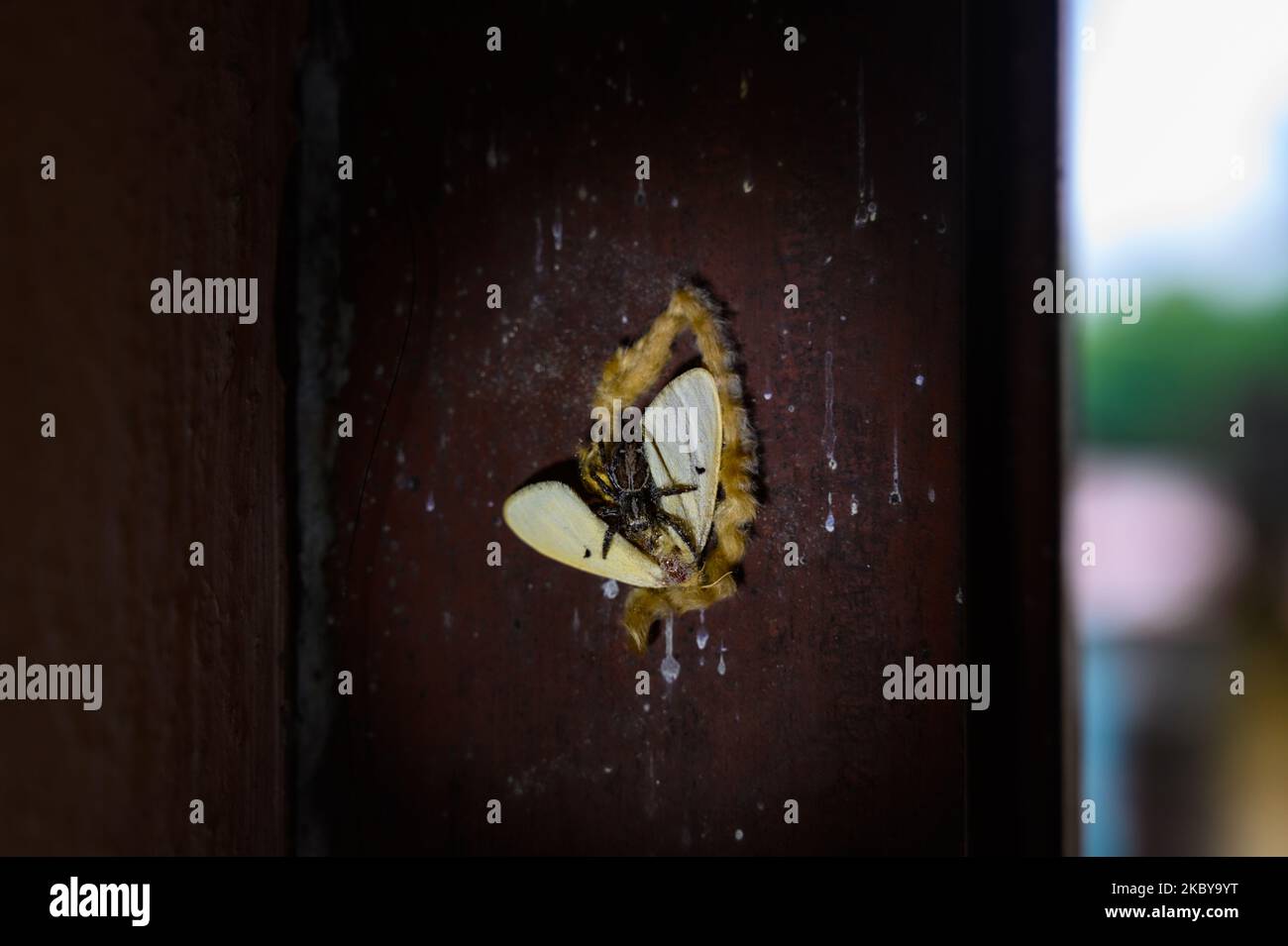 A Jumping Spider has hunted a Nygmia plana moth in Tehatta, Nadia, West ...