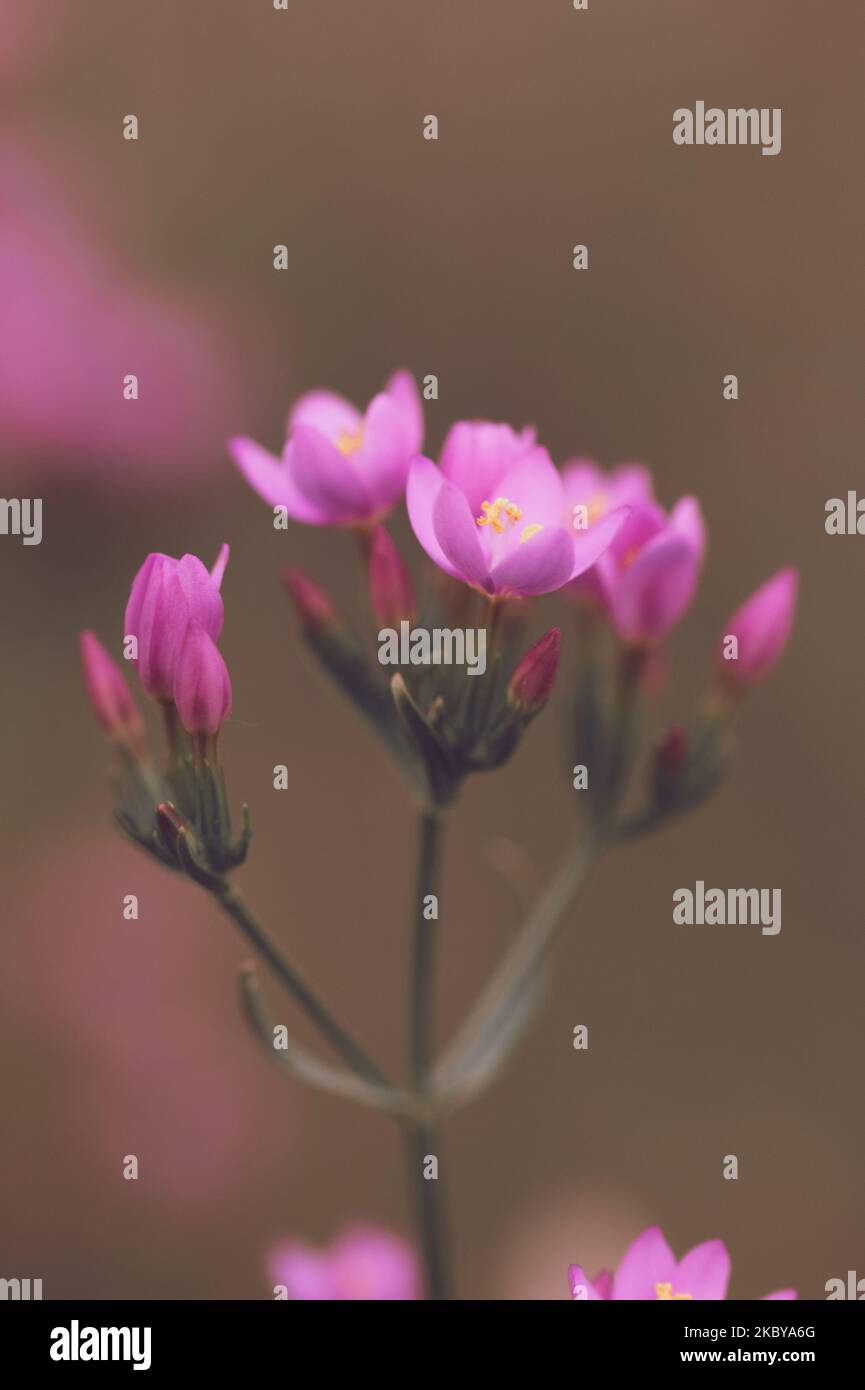 A vertical shot of beautiful European centaury flowers blooming in a ...