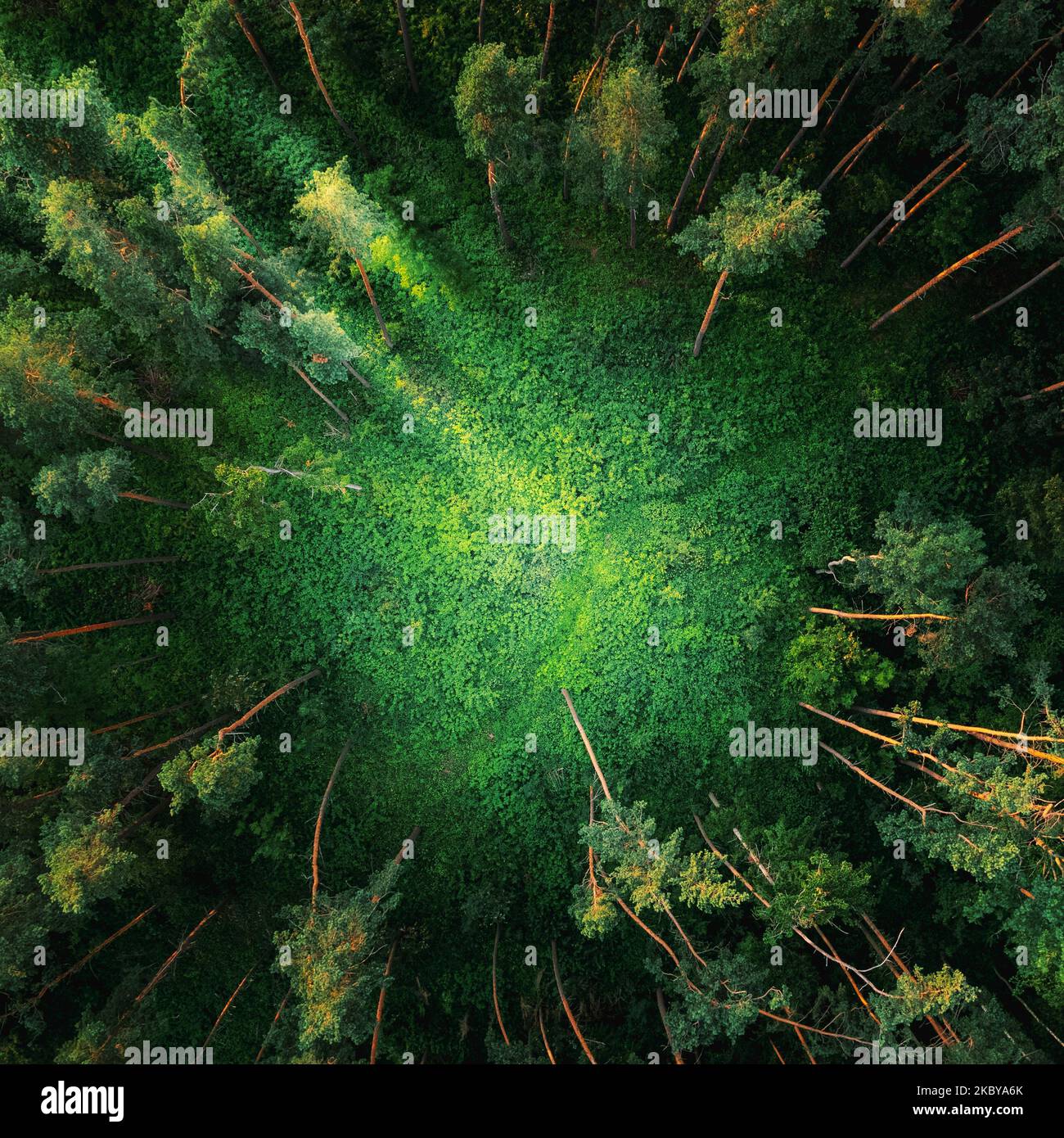 Green circle of trees with light shining through to an empty clearing ...