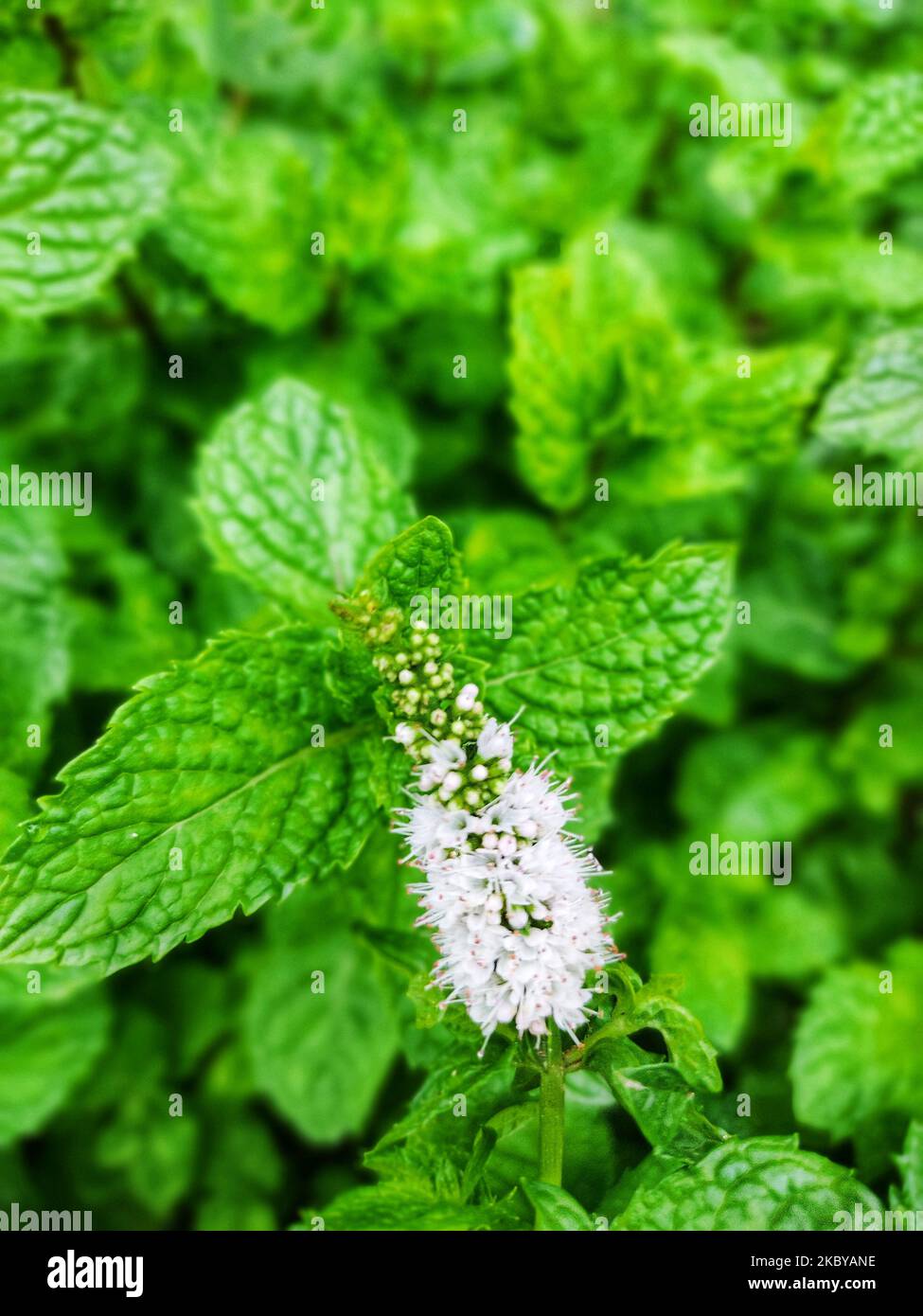 A top view of green fresh peppermint plant leaves Stock Photo - Alamy