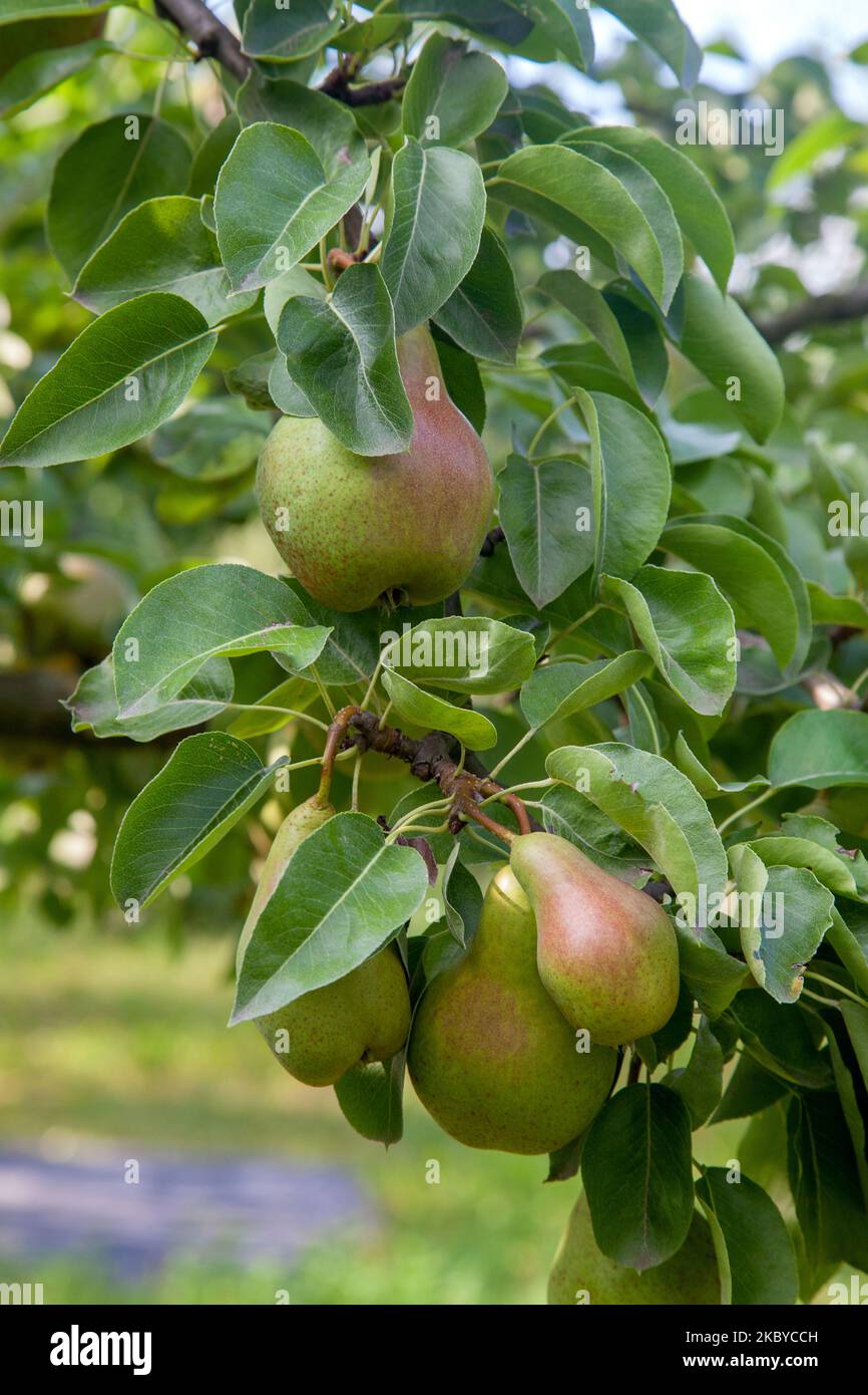 Ripe pears on tree branch. Organic pears in the garden. Close up view ...