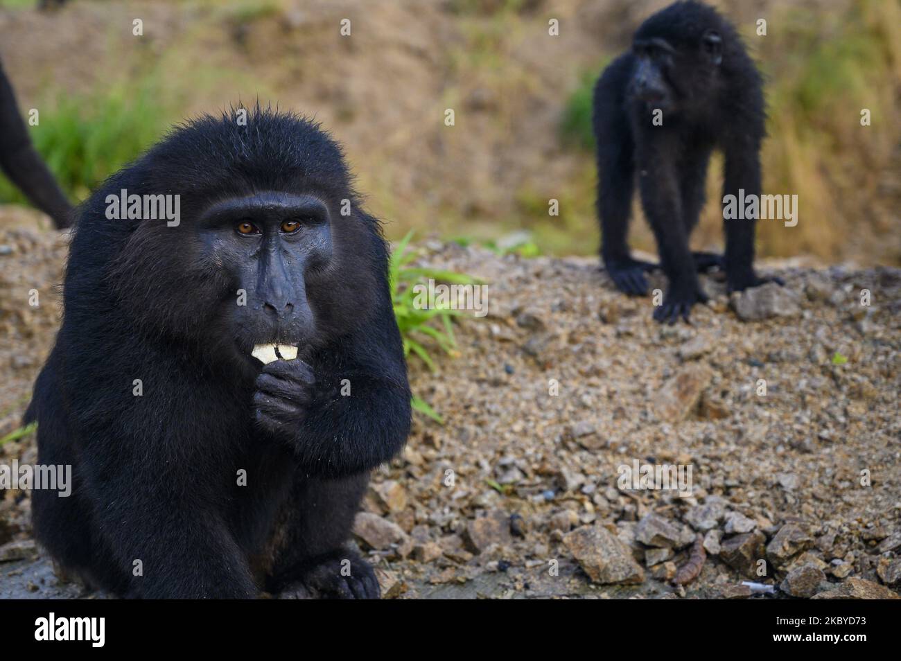 A Sulawesi Black Ape (Macaca tonkeana) eats food provided by passers on ...