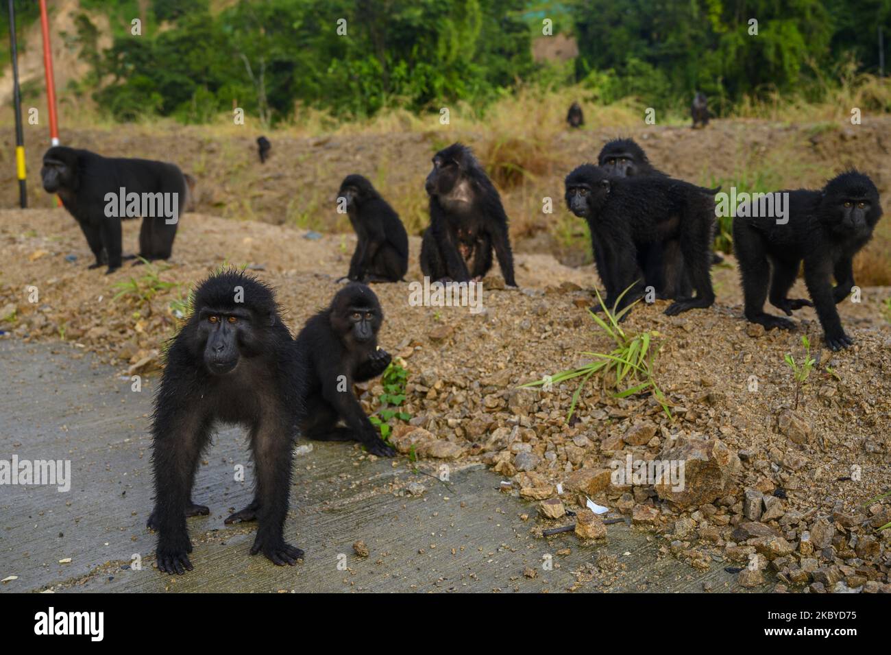 Pargi moutong hi-res stock photography and images - Alamy