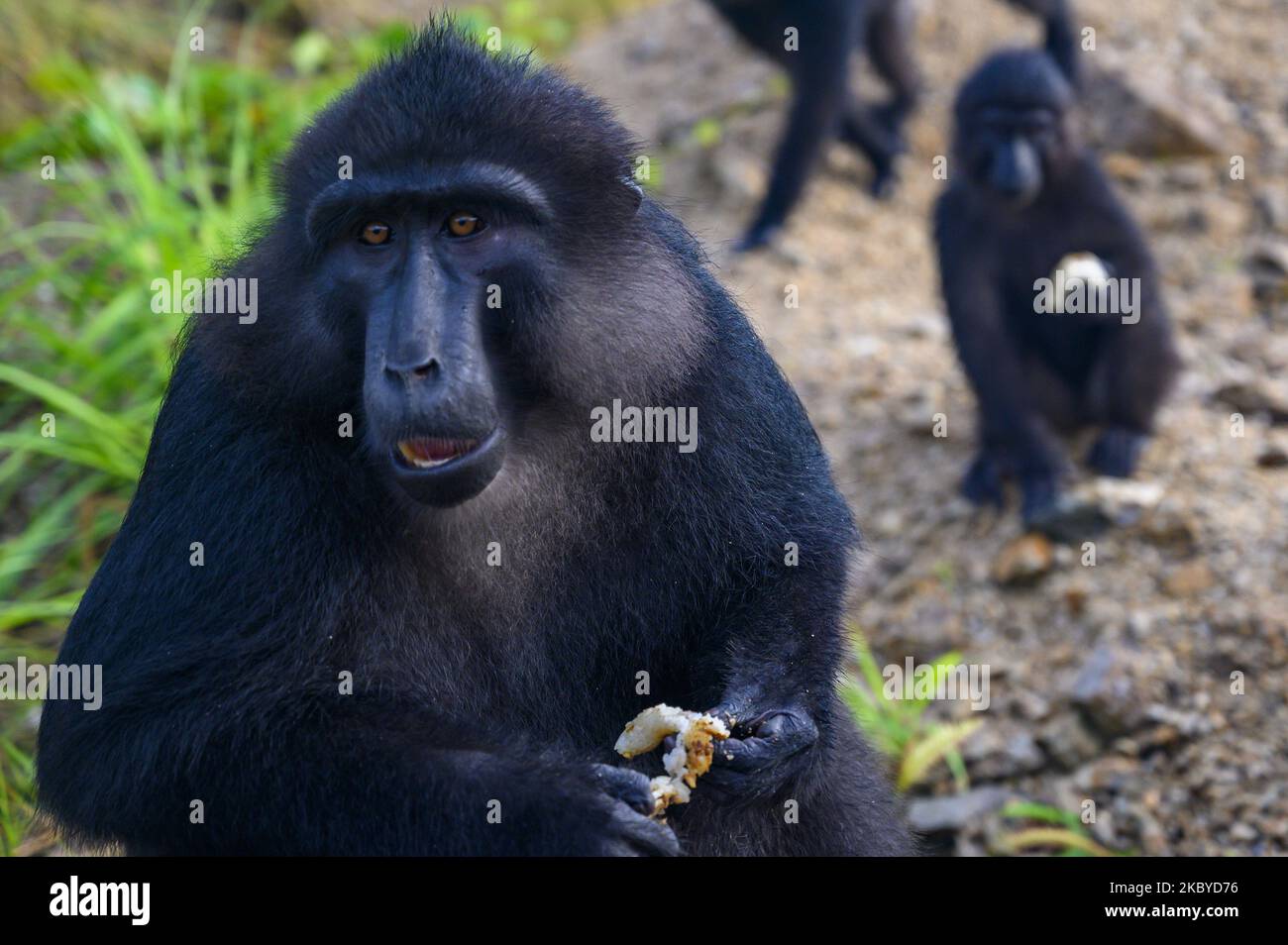 Pargi moutong hi-res stock photography and images - Alamy