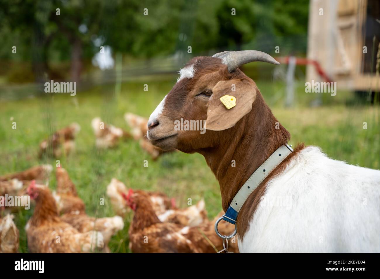 A selective shot of a female Boer goat wearing a collar and a cattle ...