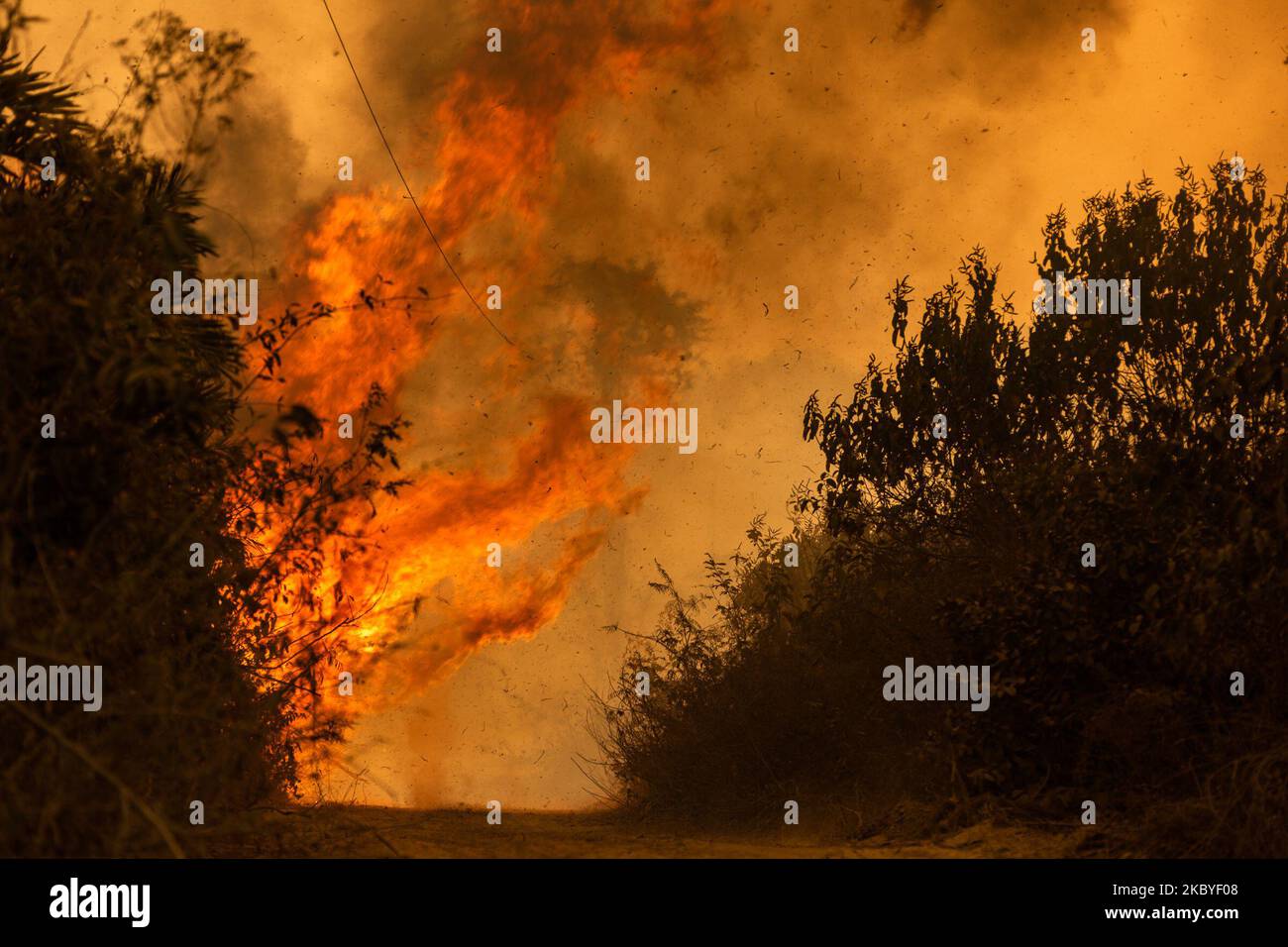 Out of control forest fire burns the area of the Brazilian Pantanal in ...