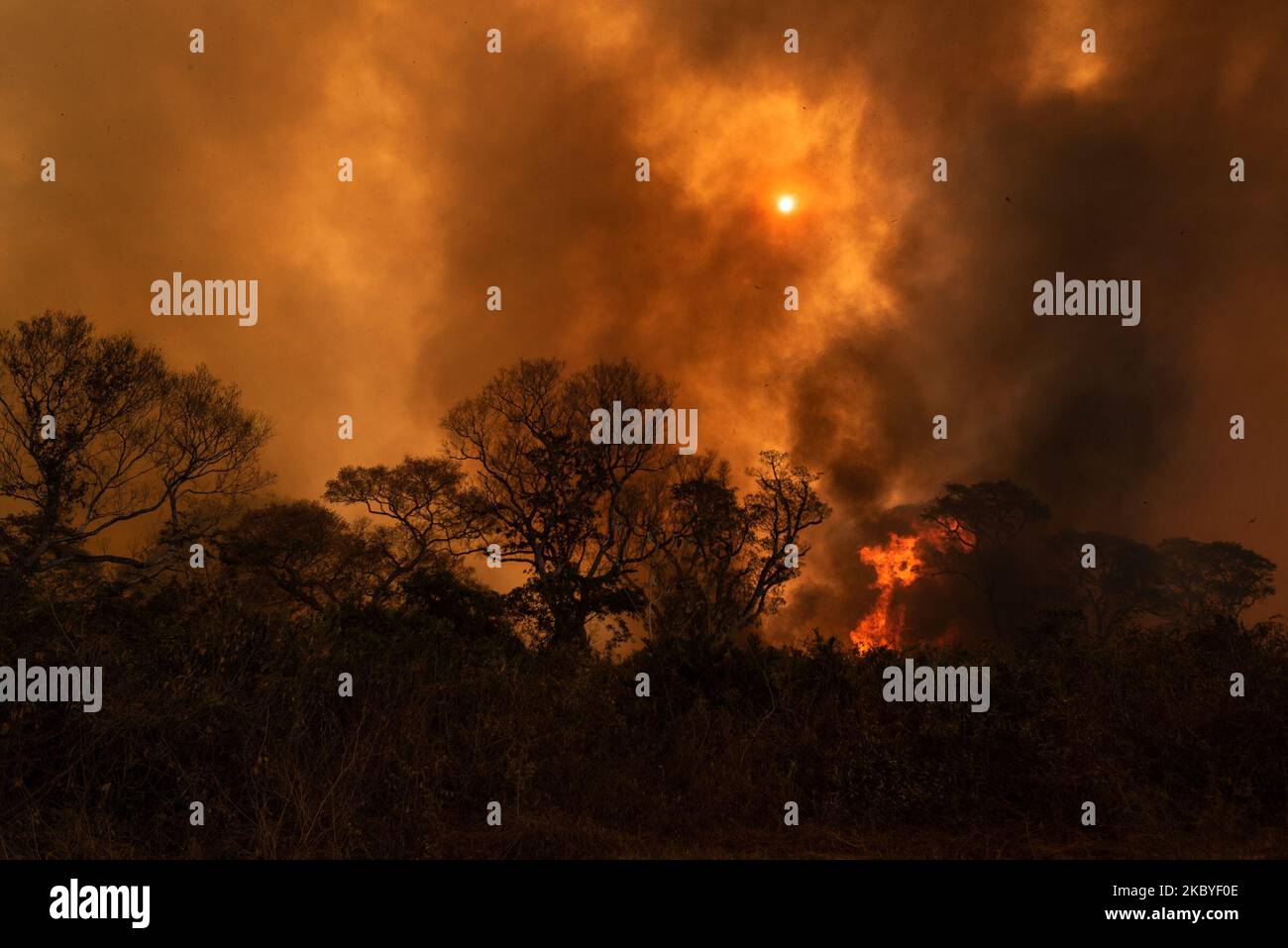 Out of control forest fire burns the area of the Brazilian Pantanal in ...