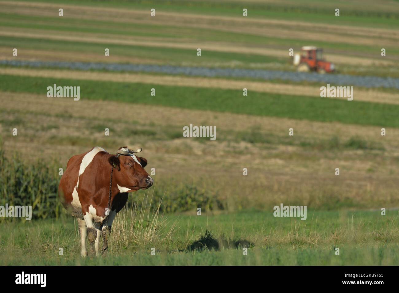 Cow seen in fields hi-res stock photography and images - Alamy