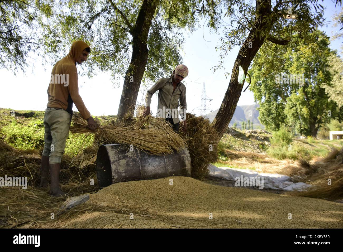 Kashmiri farmers harvest rice on the outskirts of Srinagar, Indian ...