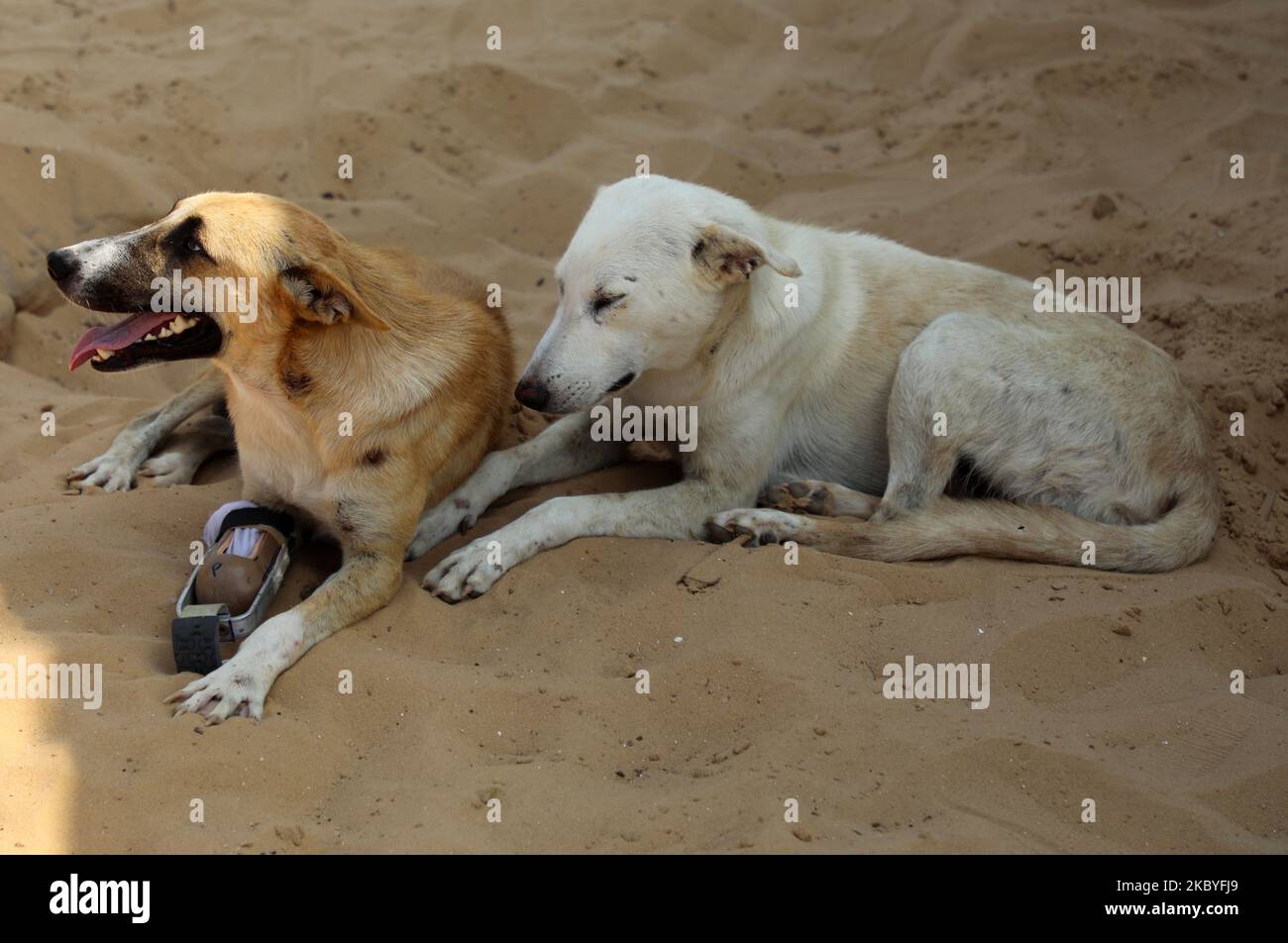 Billy, an amputee dog undergoing rehabilitation for a new prosthetic ...