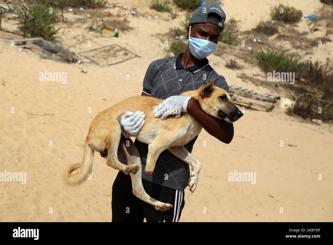 Palestininan volunteer at the Sulala Society for Animal Care Saeed al ...