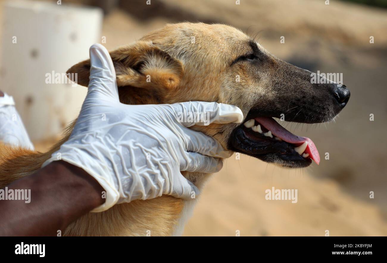 Palestininan volunteer at the Sulala Society for Animal Care Saeed al ...