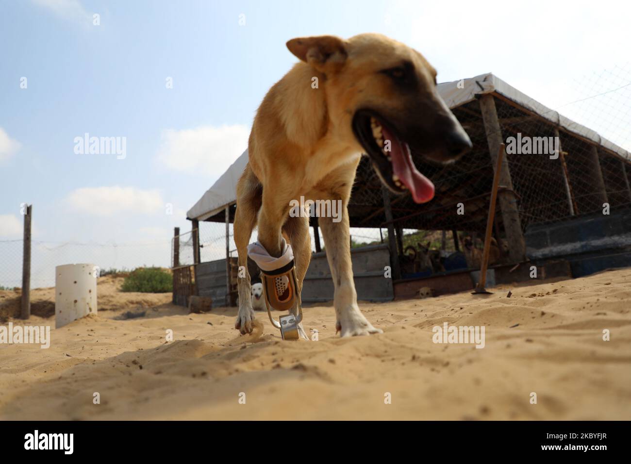 Billy, an amputee dog undergoing rehabilitation for a new prosthetic ...