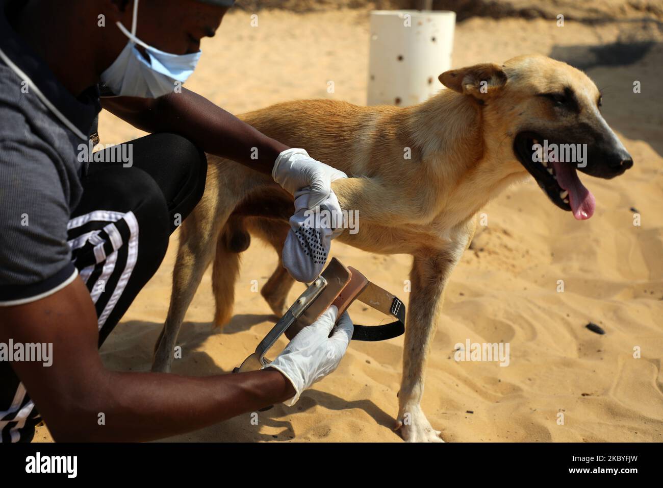 Palestininan volunteer at the Sulala Society for Animal Care Saeed al ...