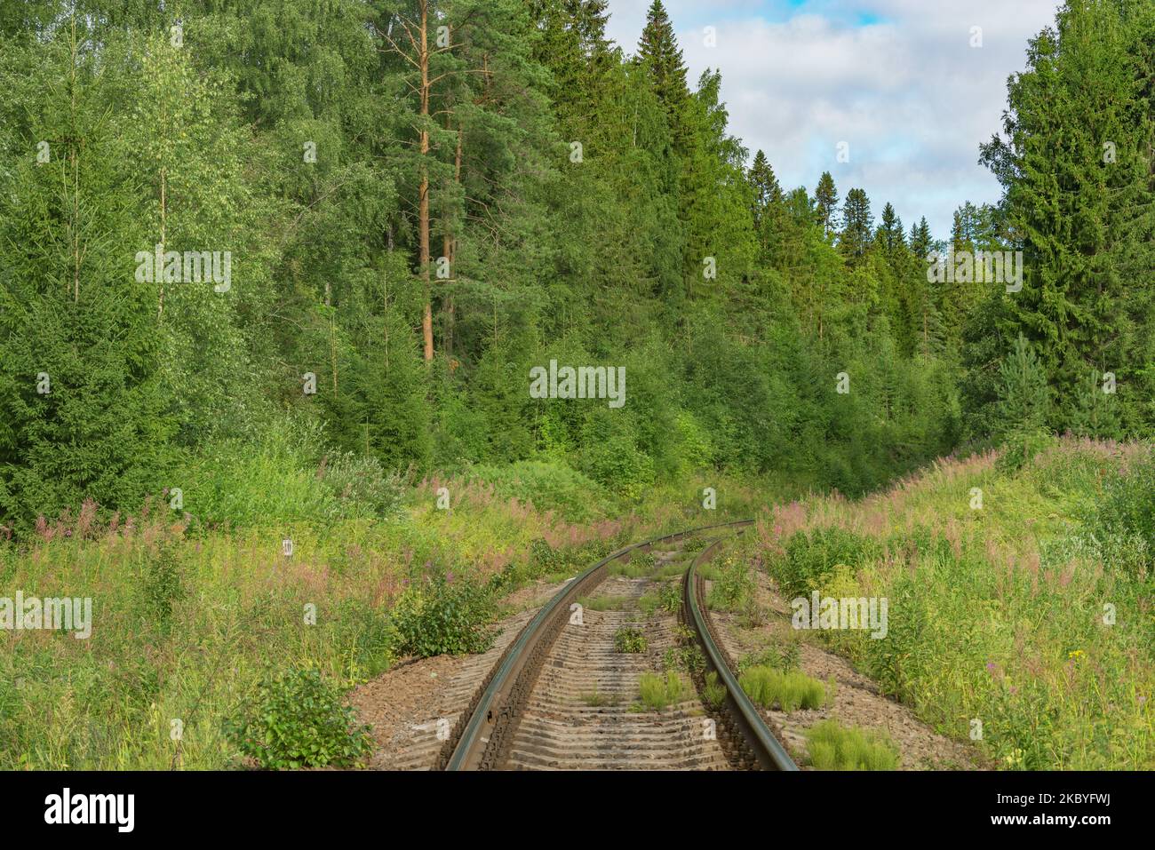 Long railway line in the forest Stock Photo - Alamy